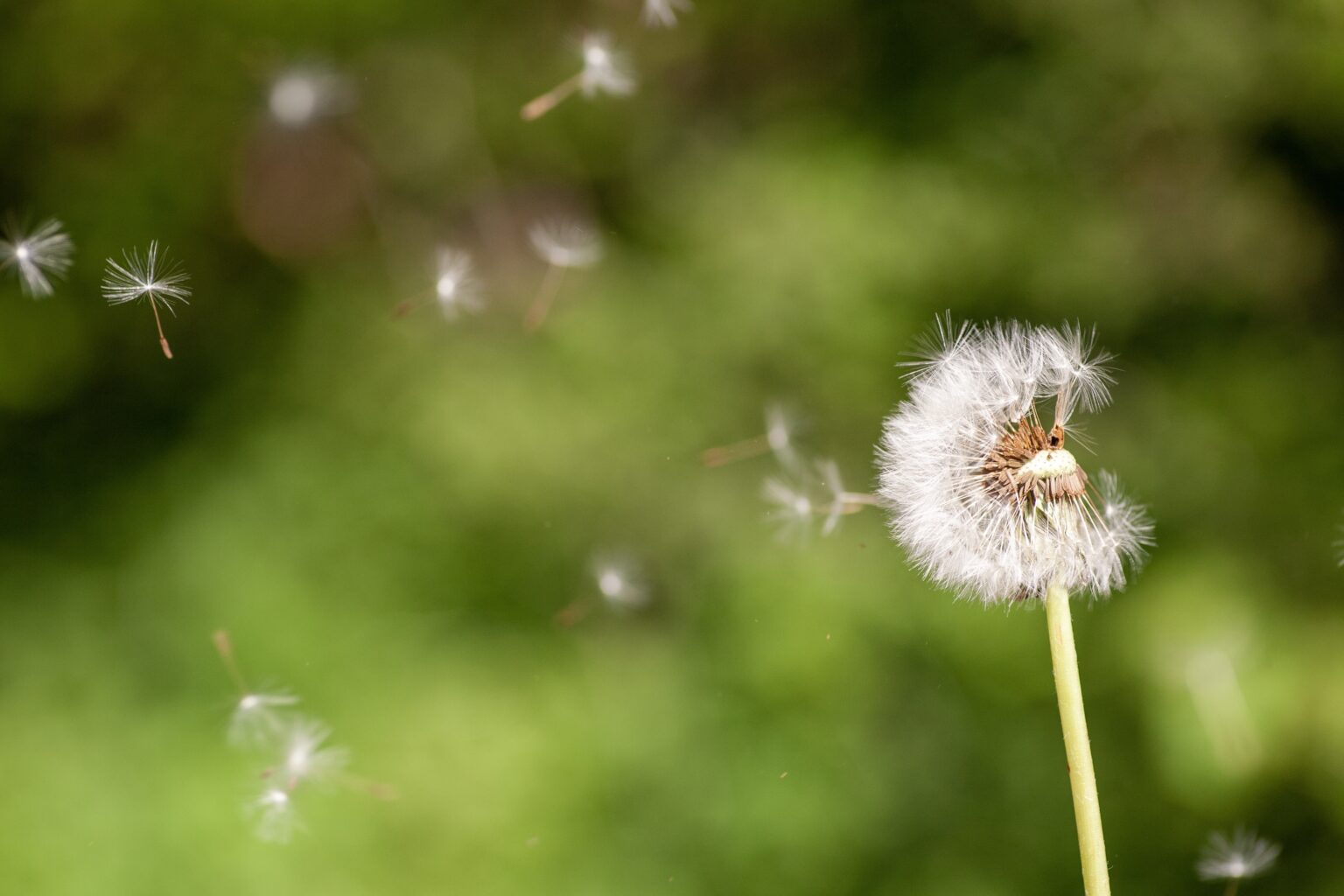 Verschil tussen windbloemen en insectenbloemen