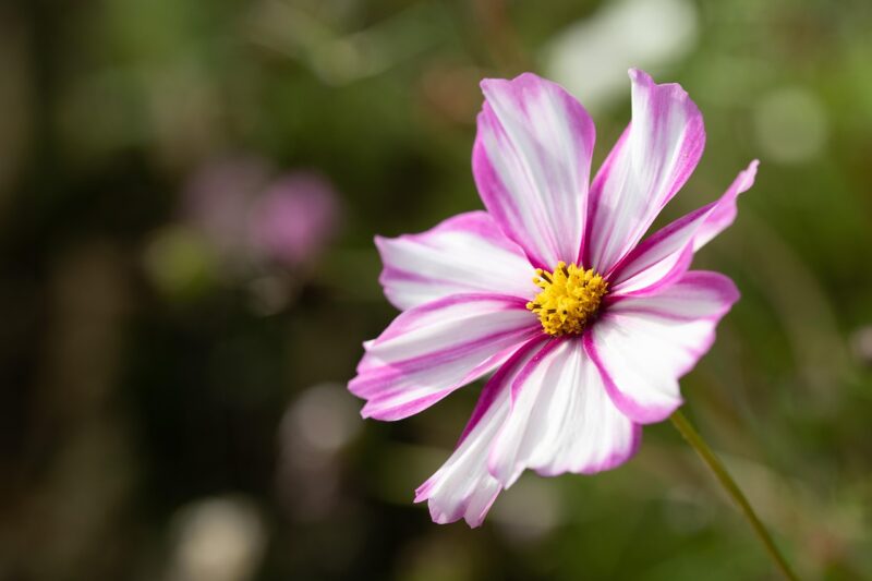 Verschil tussen windbloemen en insectenbloemen