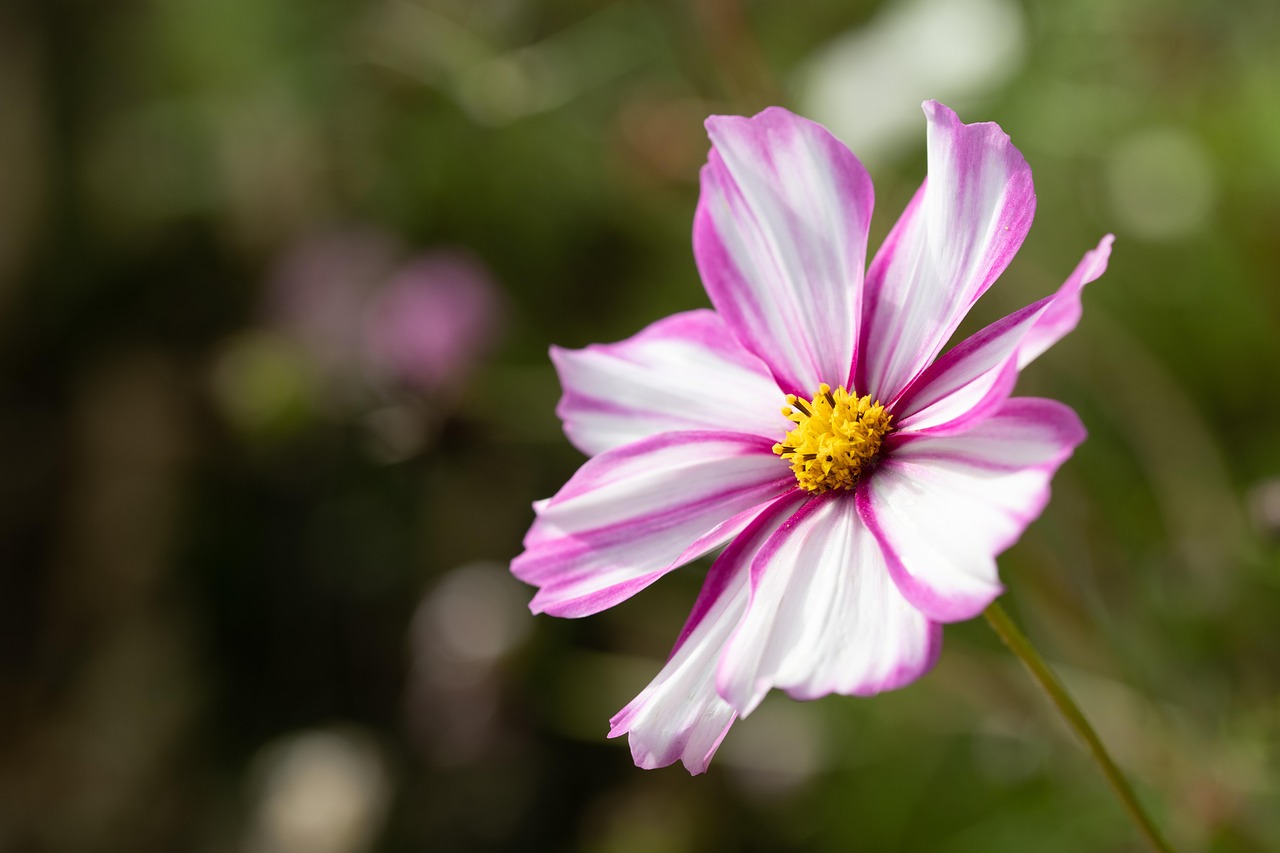 Verschil tussen windbloemen en insectenbloemen